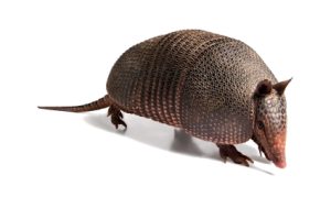 How to Identify Armadillos: What Does an Armadillo Look Like?